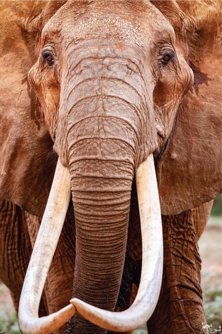 Big Tusker Project - Tsavo Trust