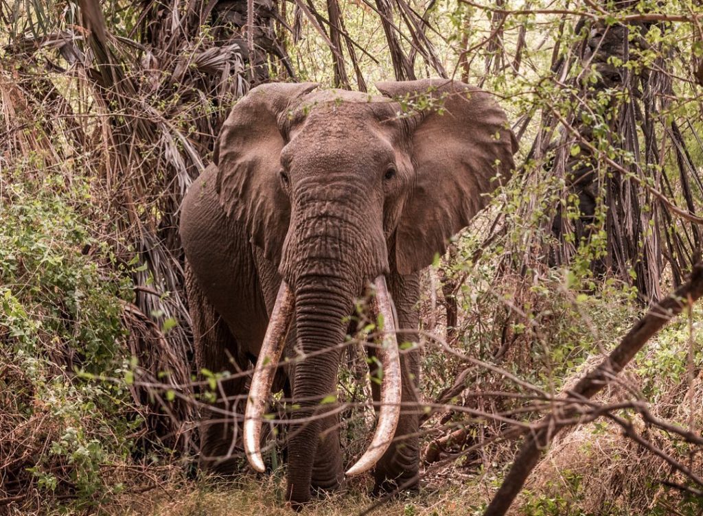 Human-elephant conflict: how has elephant crop-raiding changed over the ...