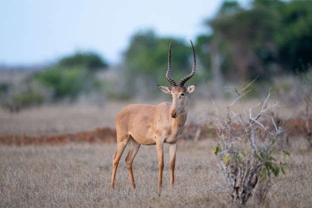 Tsavo: a home away from home for hirola, the world’s most endangered ...