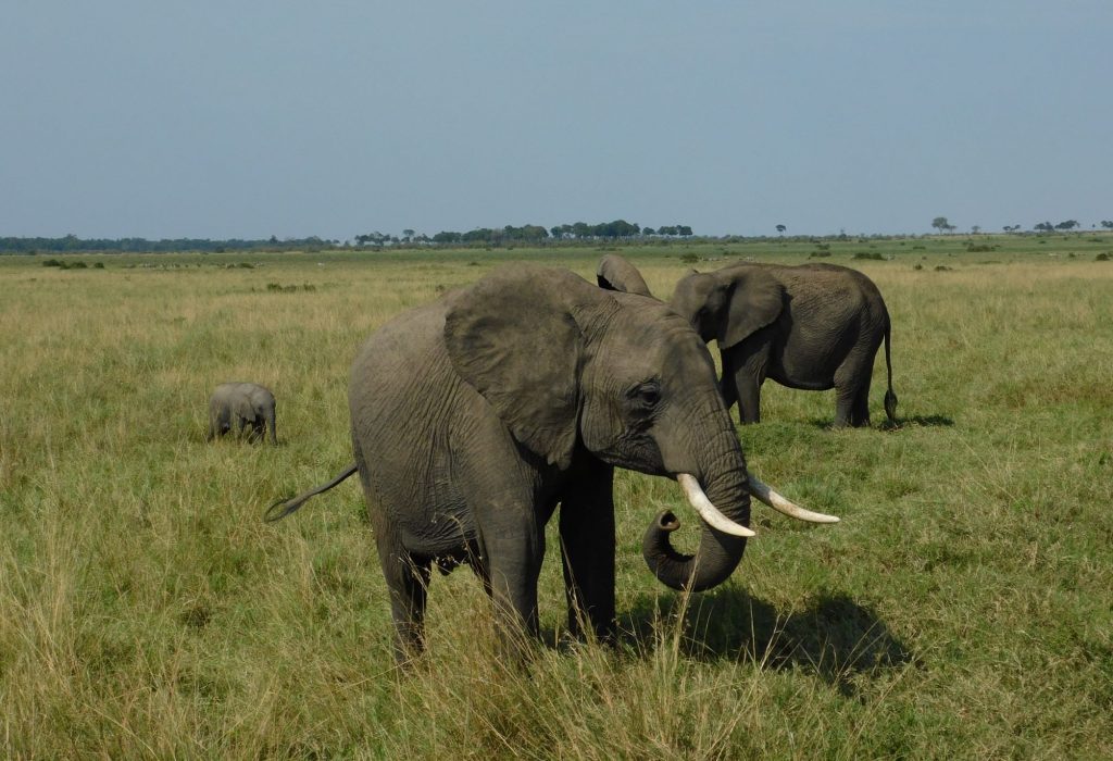 Tsavo red, Etosha white, Mara grey: Africa’s every colour of elephant ...