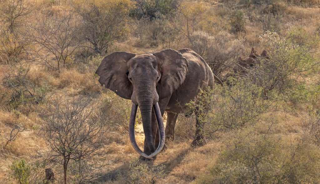 Government launches new National Elephant Conservation Action plan ...
