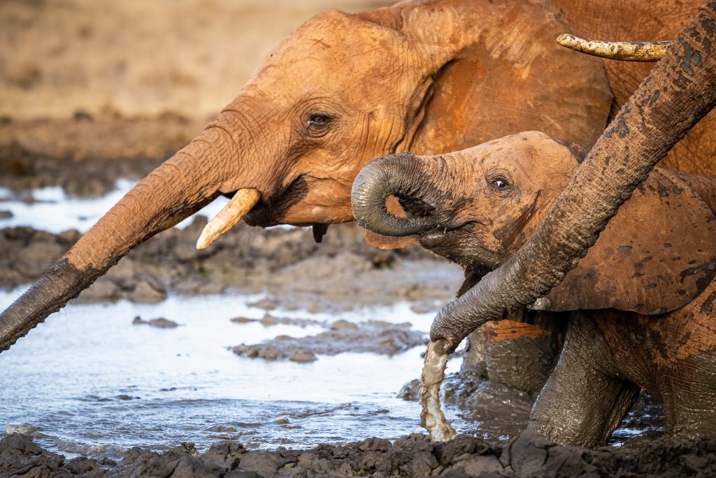 How smart is an elephant? Insights into an elephant's brain - Tsavo Trust