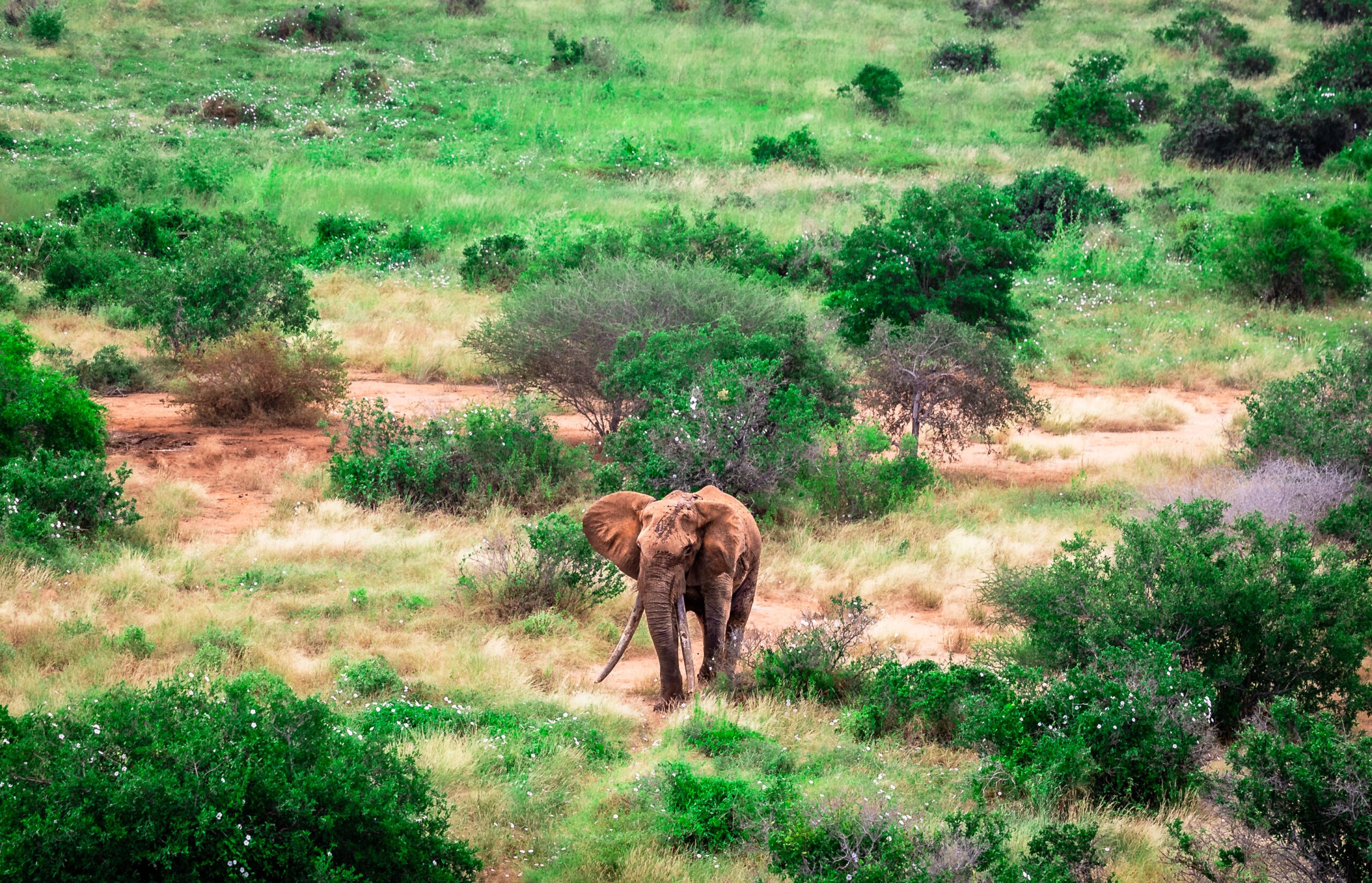 How does El Niño affect Tsavo? - Tsavo Trust