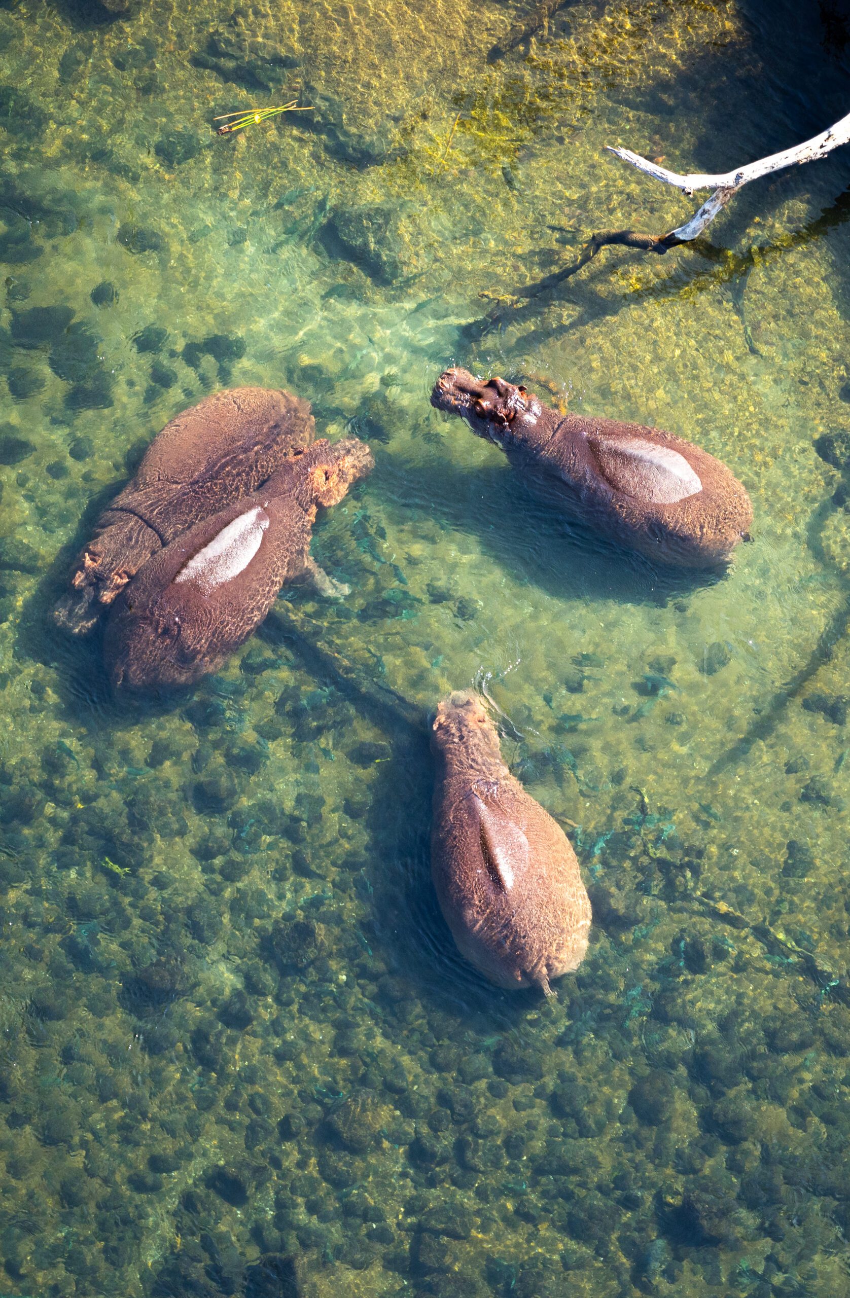Mzima Springs: Clear waters and the impact of hippos - Tsavo Trust