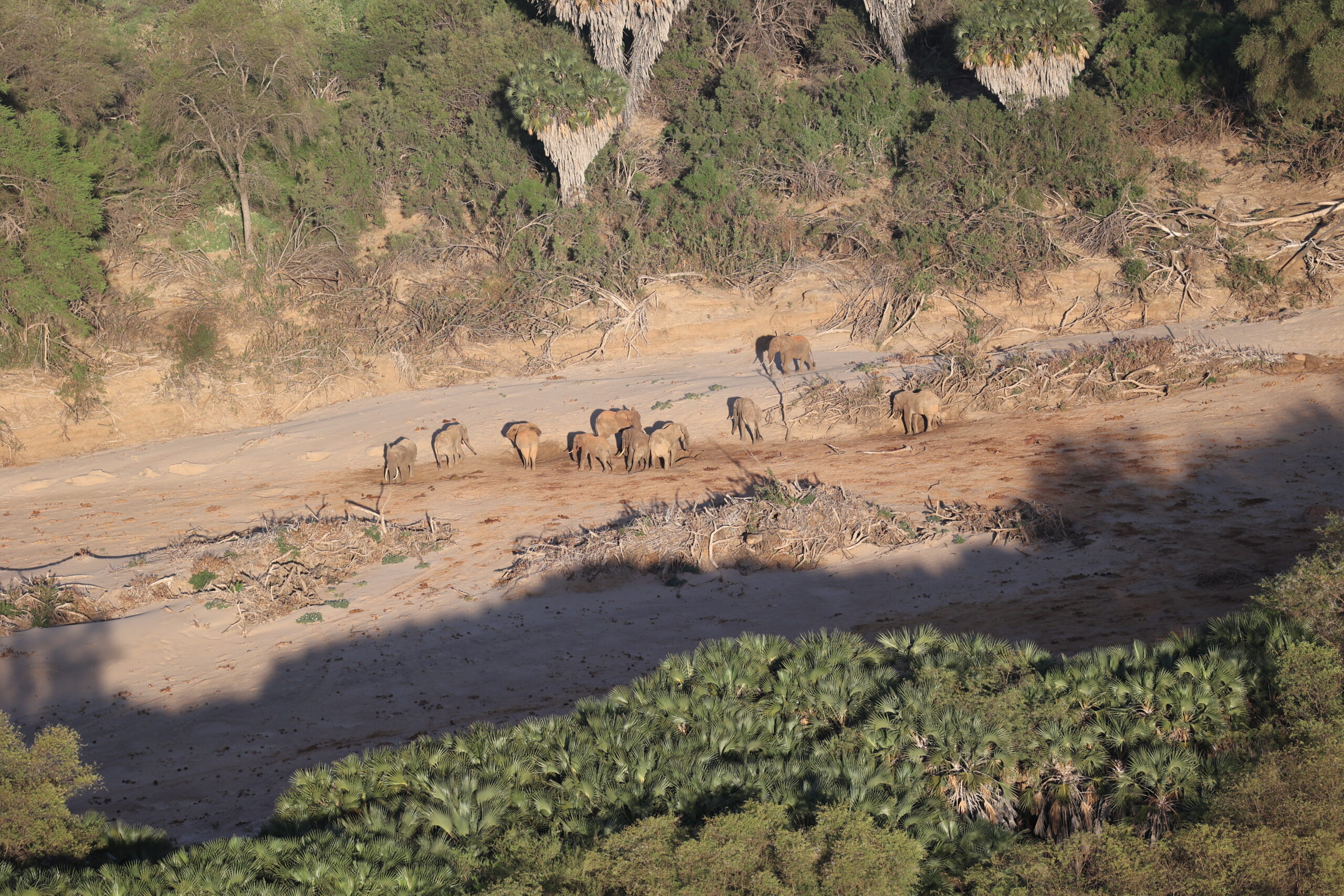 Can elephants experience trauma? - Tsavo Trust