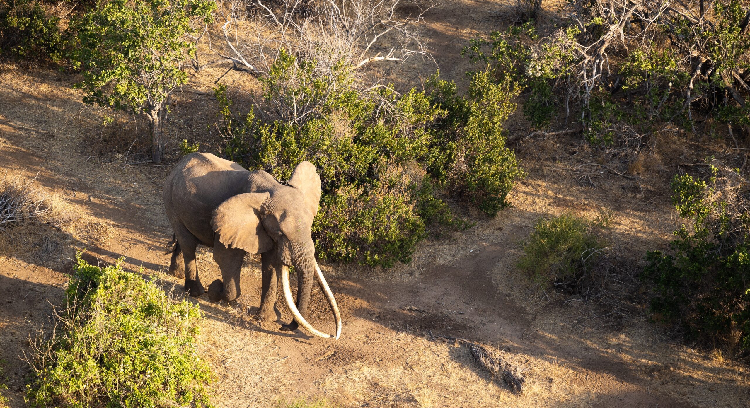 How to age an African elephant - Tsavo Trust