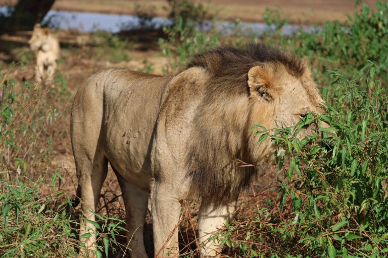 The flehmen grimace and its role in animal communication - Tsavo Trust