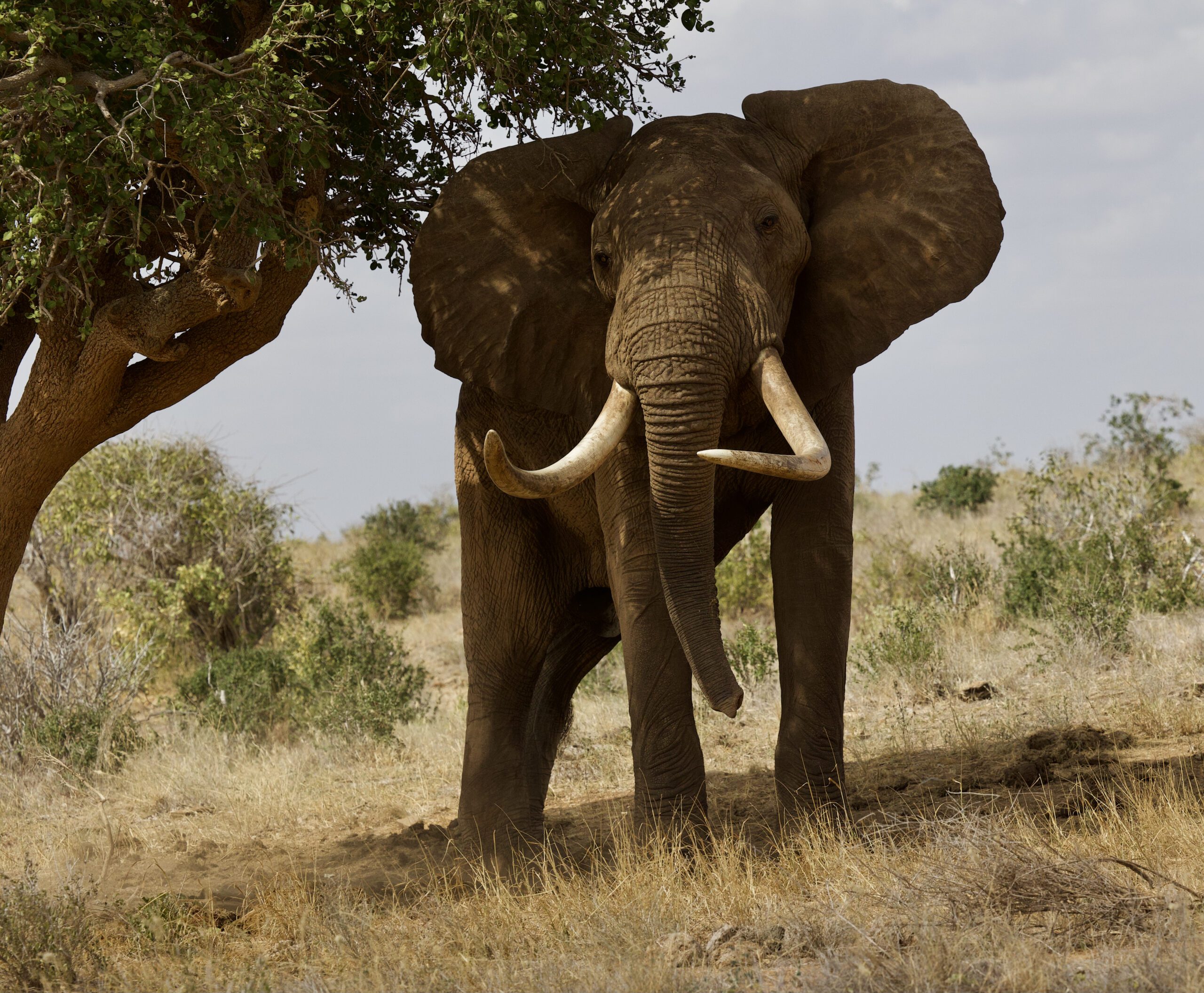 Super Tusker FAQs: Answering questions about Tsavo's giants - Tsavo Trust