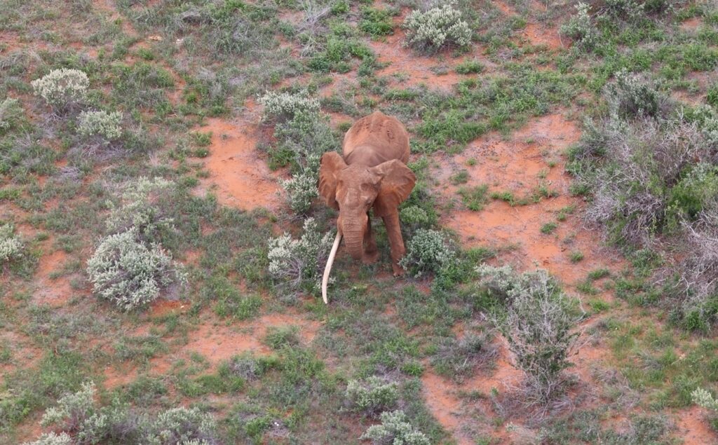Broken but not beaten: The One-Tusked Super Tuskers of Tsavo - Tsavo Trust