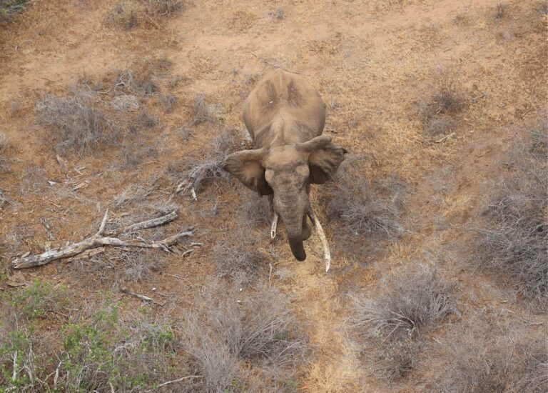 Meet Tsavo’s Super Tuskers. A profile on Africa’s giants - Tsavo Trust