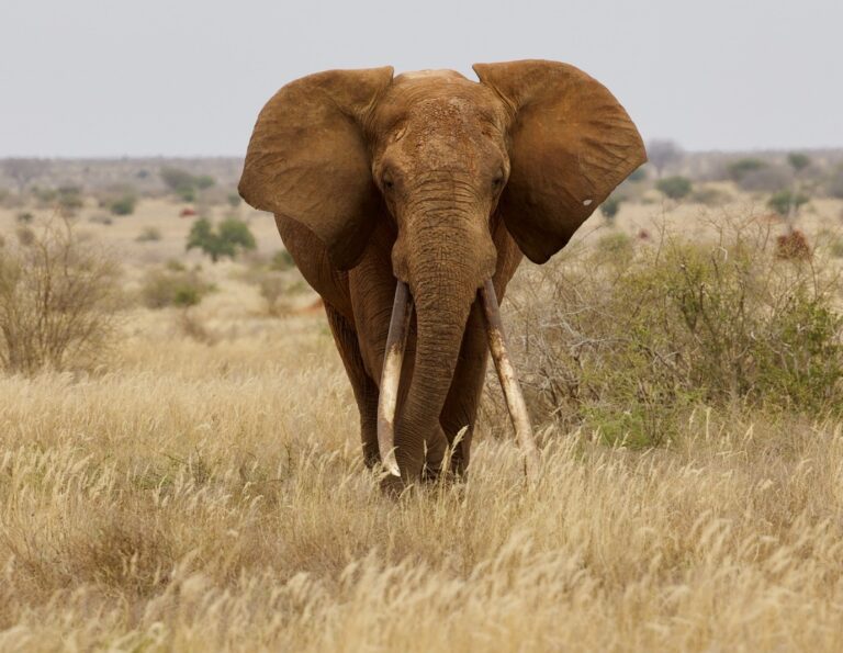 Meet Tsavo’s Super Tuskers. A profile on Africa’s giants - Tsavo Trust
