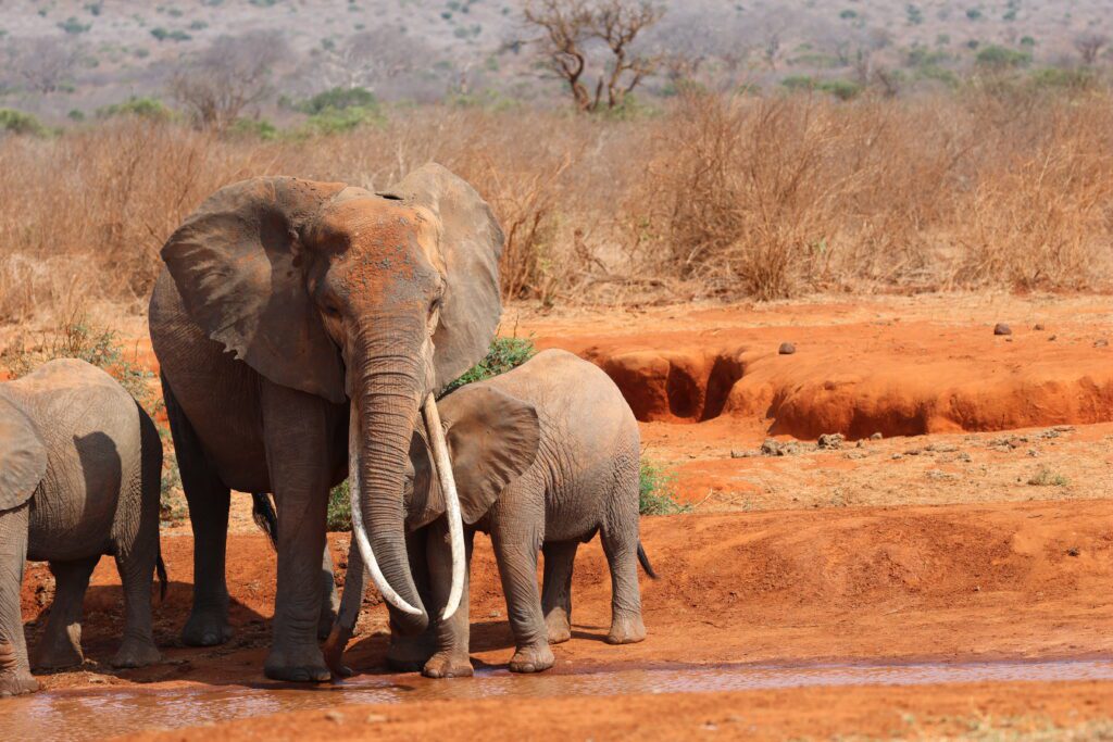 Why are some elephant tusks bigger than others? - Tsavo Trust