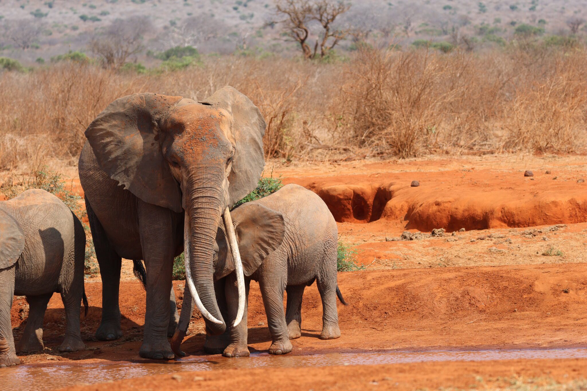 Why are some elephant tusks bigger than others? - Tsavo Trust