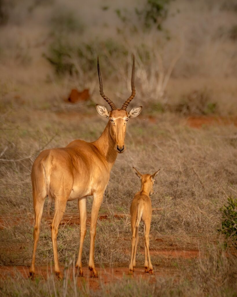 The Hirola: Africa’s forgotten antelope - Tsavo Trust