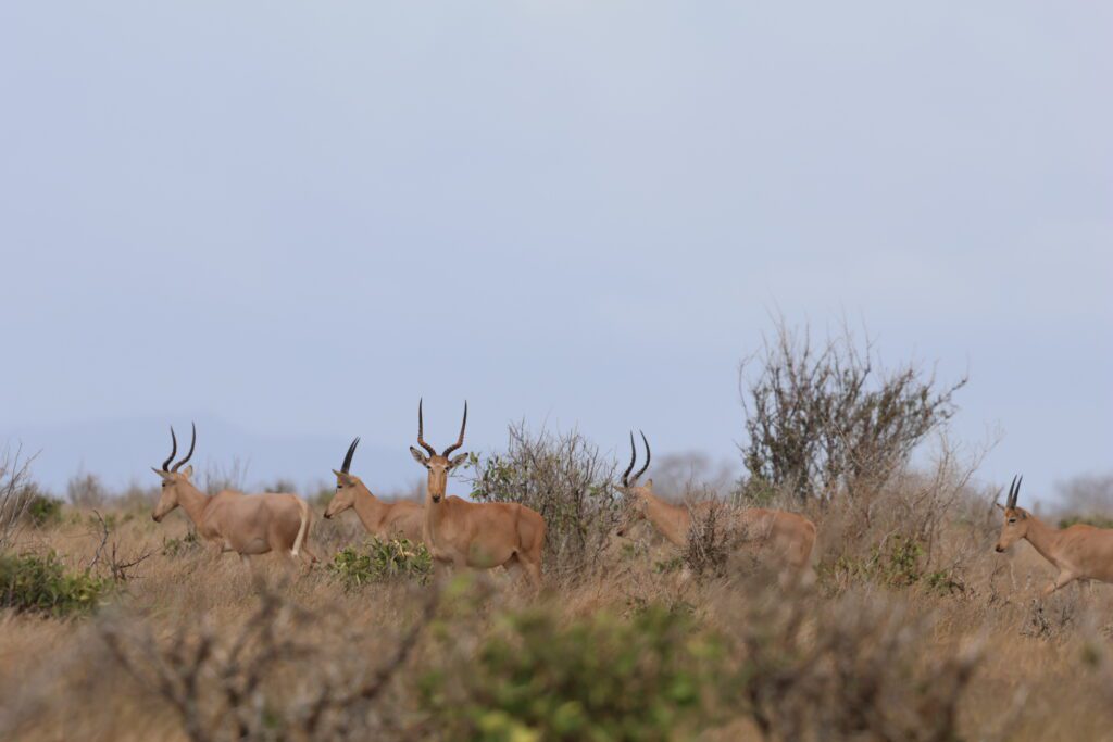 The Hirola: Africa’s forgotten antelope - Tsavo Trust
