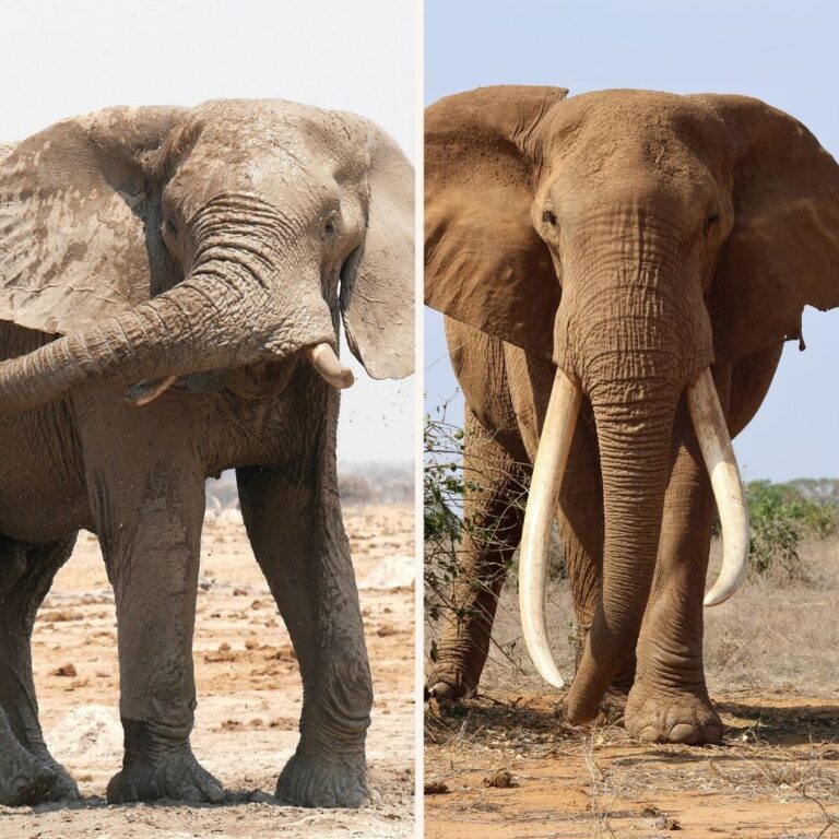 Why are some elephant tusks bigger than others? - Tsavo Trust