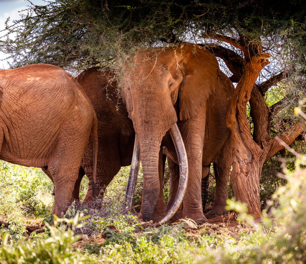 World Wildlife Day 2025: Securing the future of Super Tuskers - Tsavo Trust