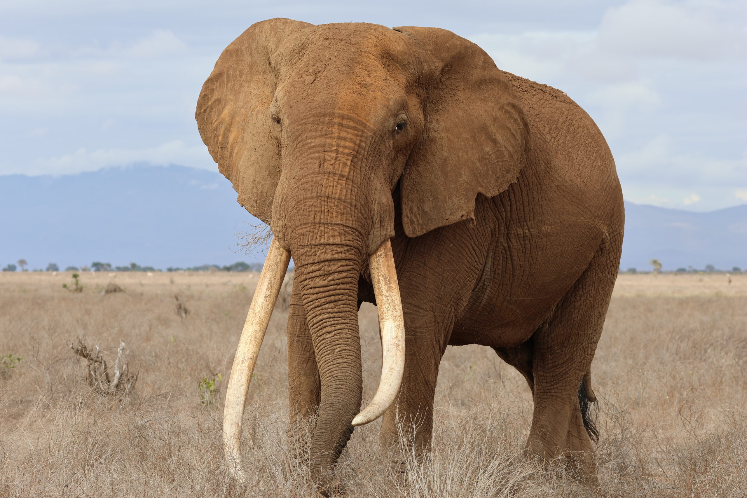 Are elephants dangerous to humans? - Tsavo Trust
