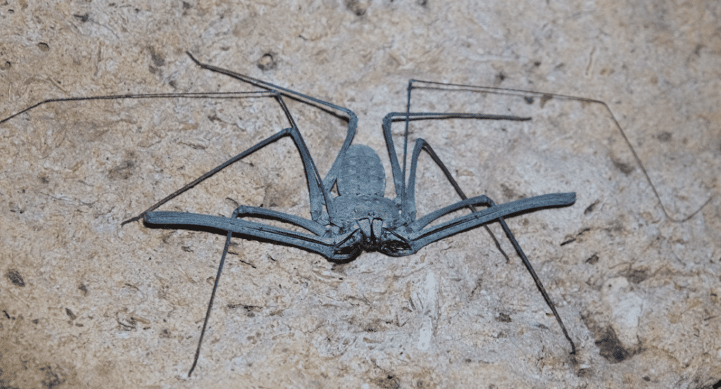 Why do scorpions glow under UV light? - Tsavo Trust