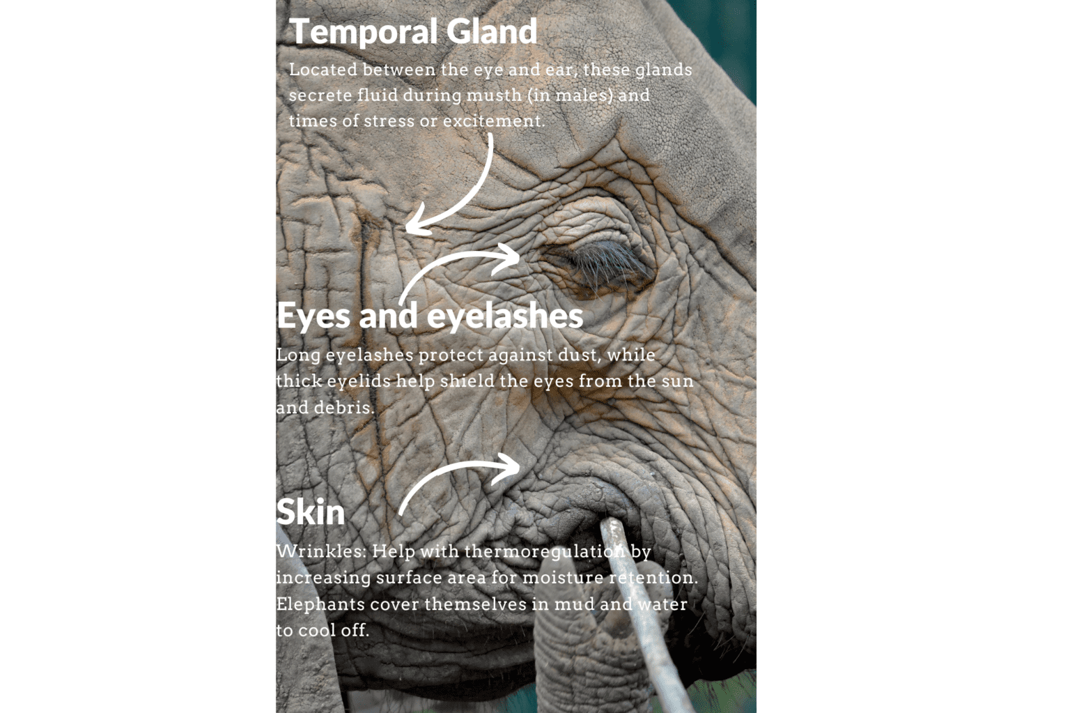 The anatomy of the African elephant - Tsavo Trust