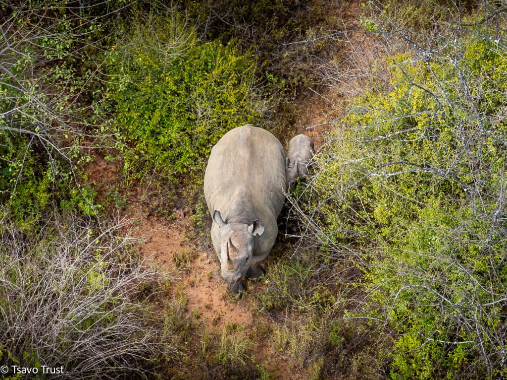 How much does a rhino weigh? - Tsavo Trust