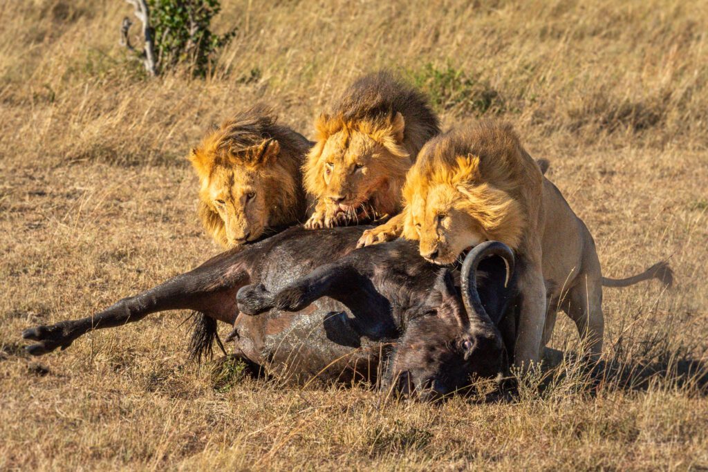 Predator hierarchy in Africa: Who steals the kill? - Tsavo Trust