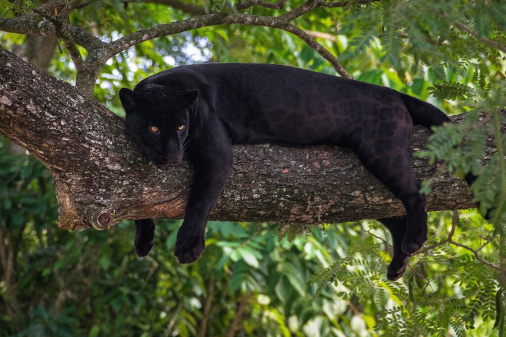 Melanistic servals: Unraveling the mystery of Tsavo’s black cats ...