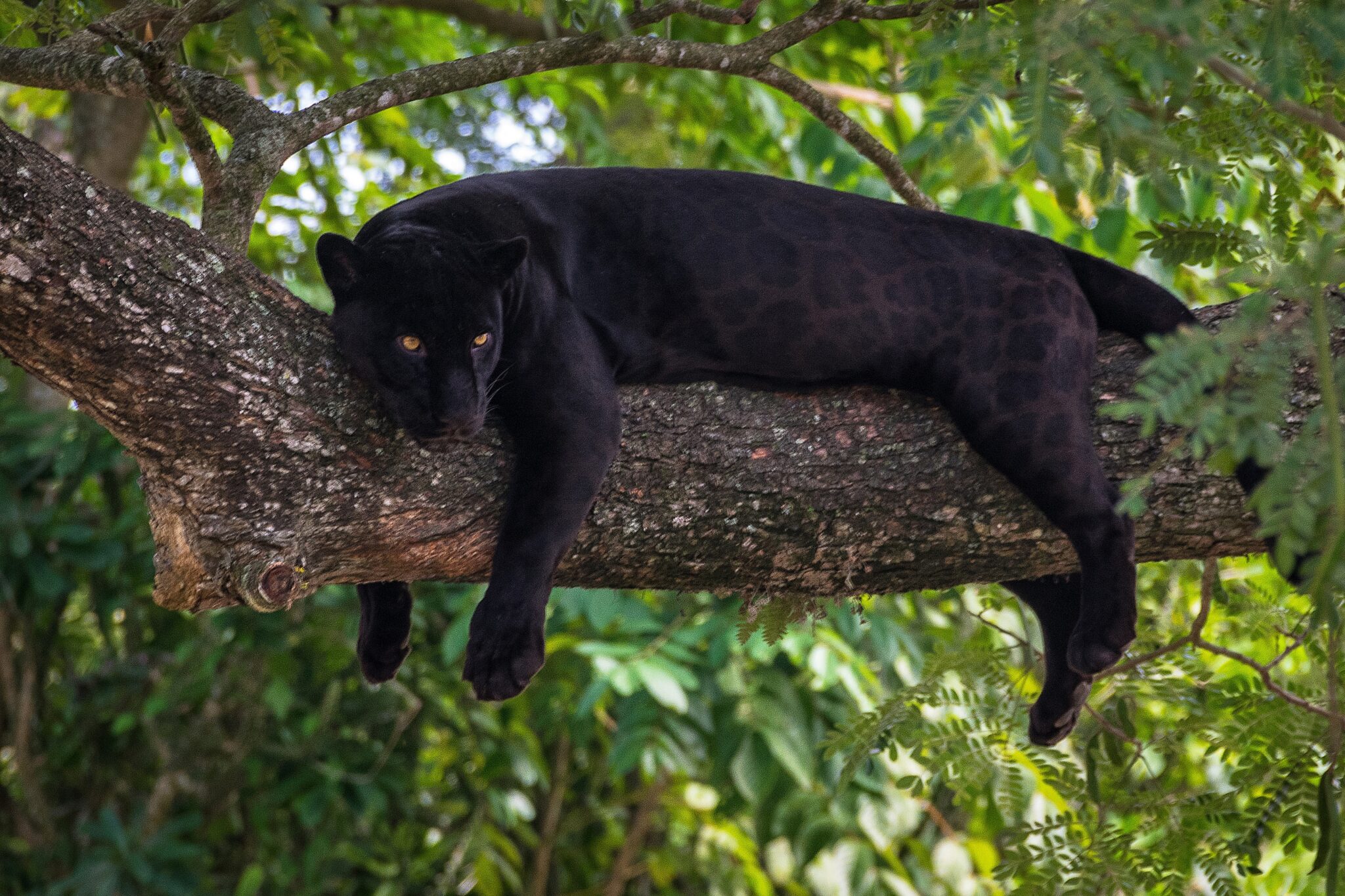Melanistic servals: Unraveling the mystery of Tsavo’s black cats ...