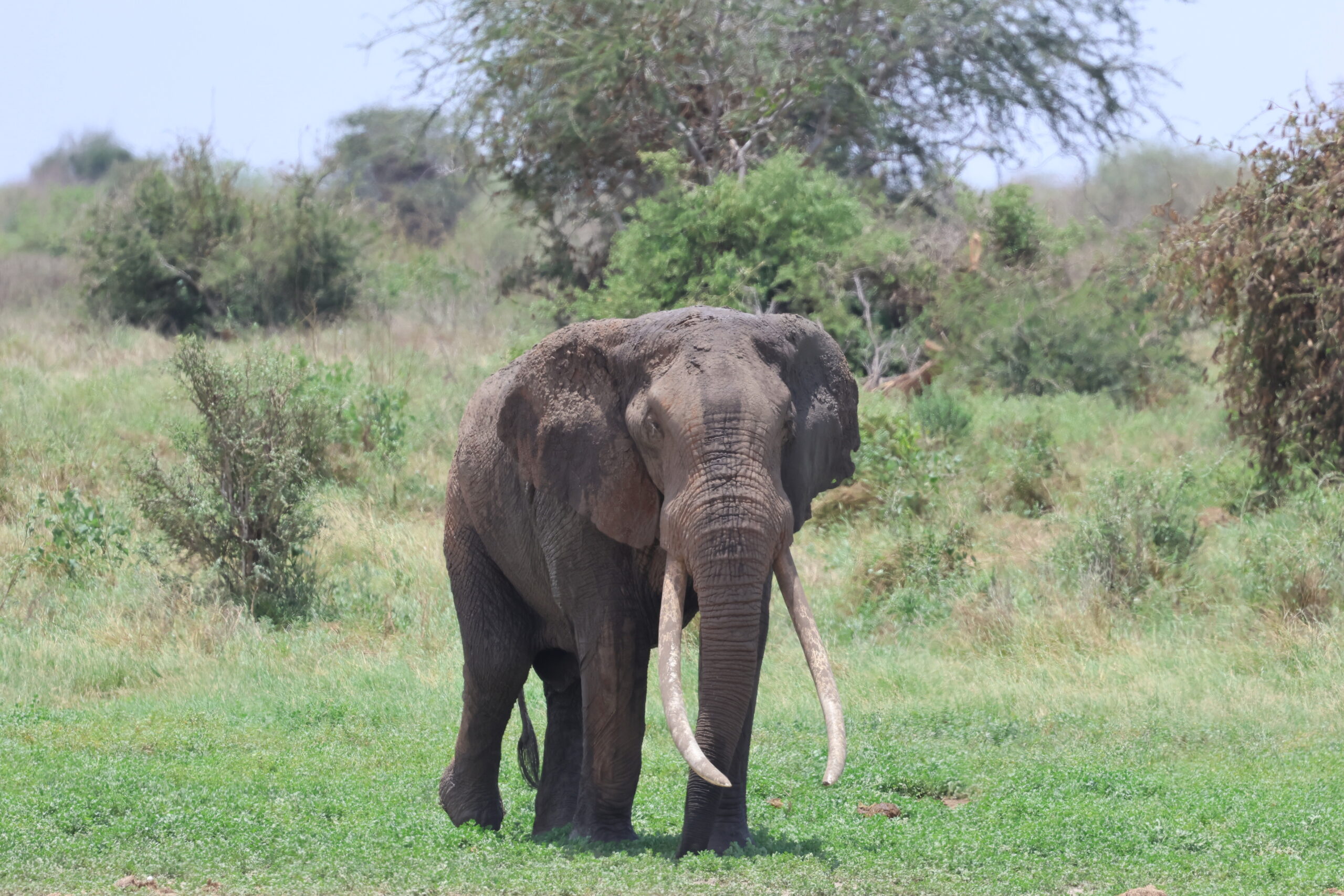 The Emerging Super Tuskers of Tsavo - Tsavo Trust