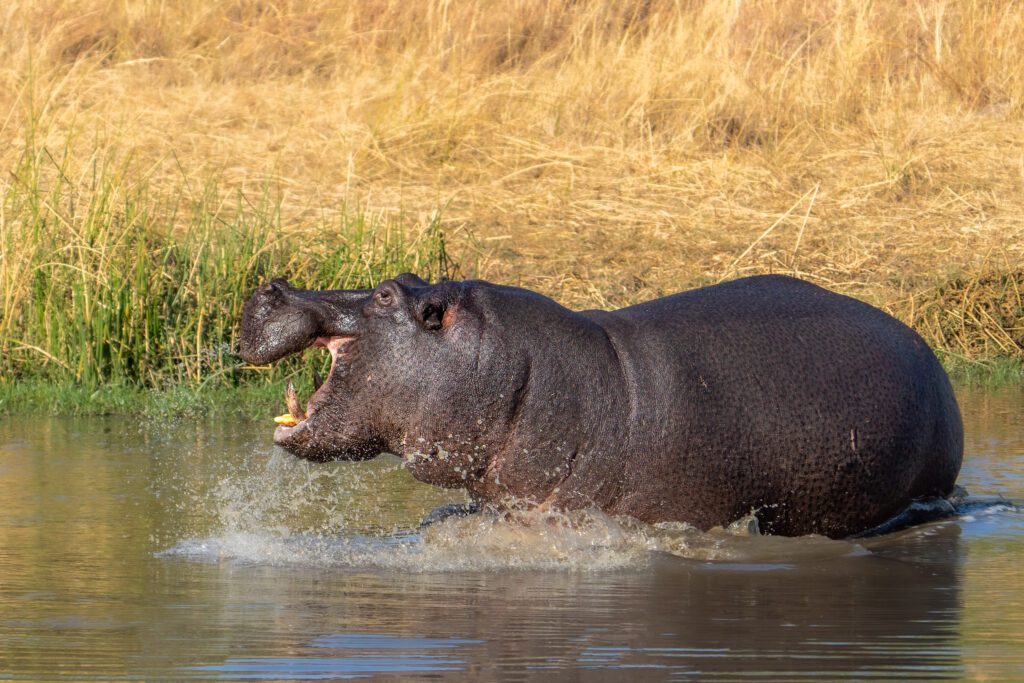 How much does a hippo weigh (and other hippo facts) - Tsavo Trust