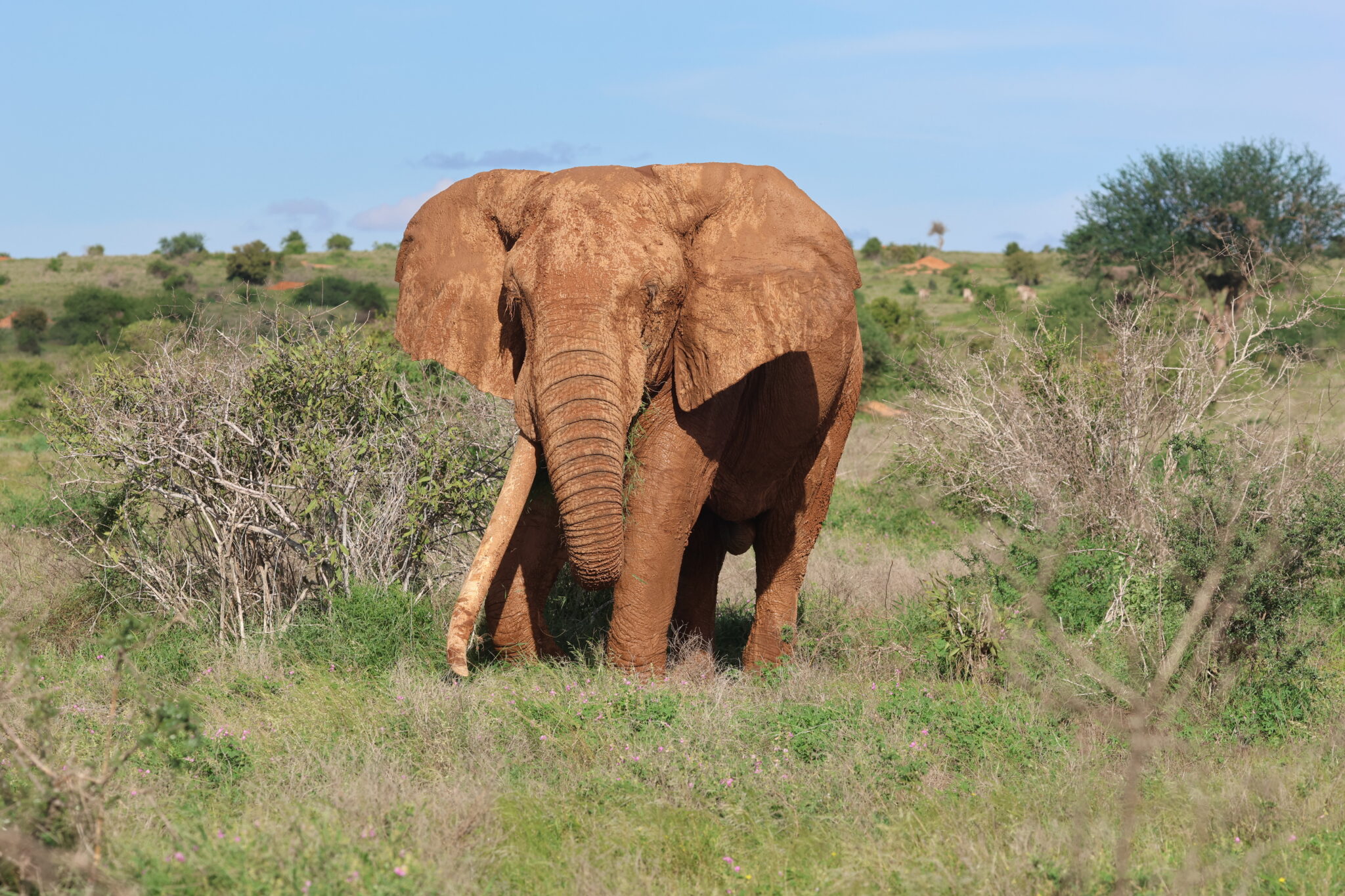 Broken but not beaten: The One-Tusked Super Tuskers of Tsavo - Tsavo Trust
