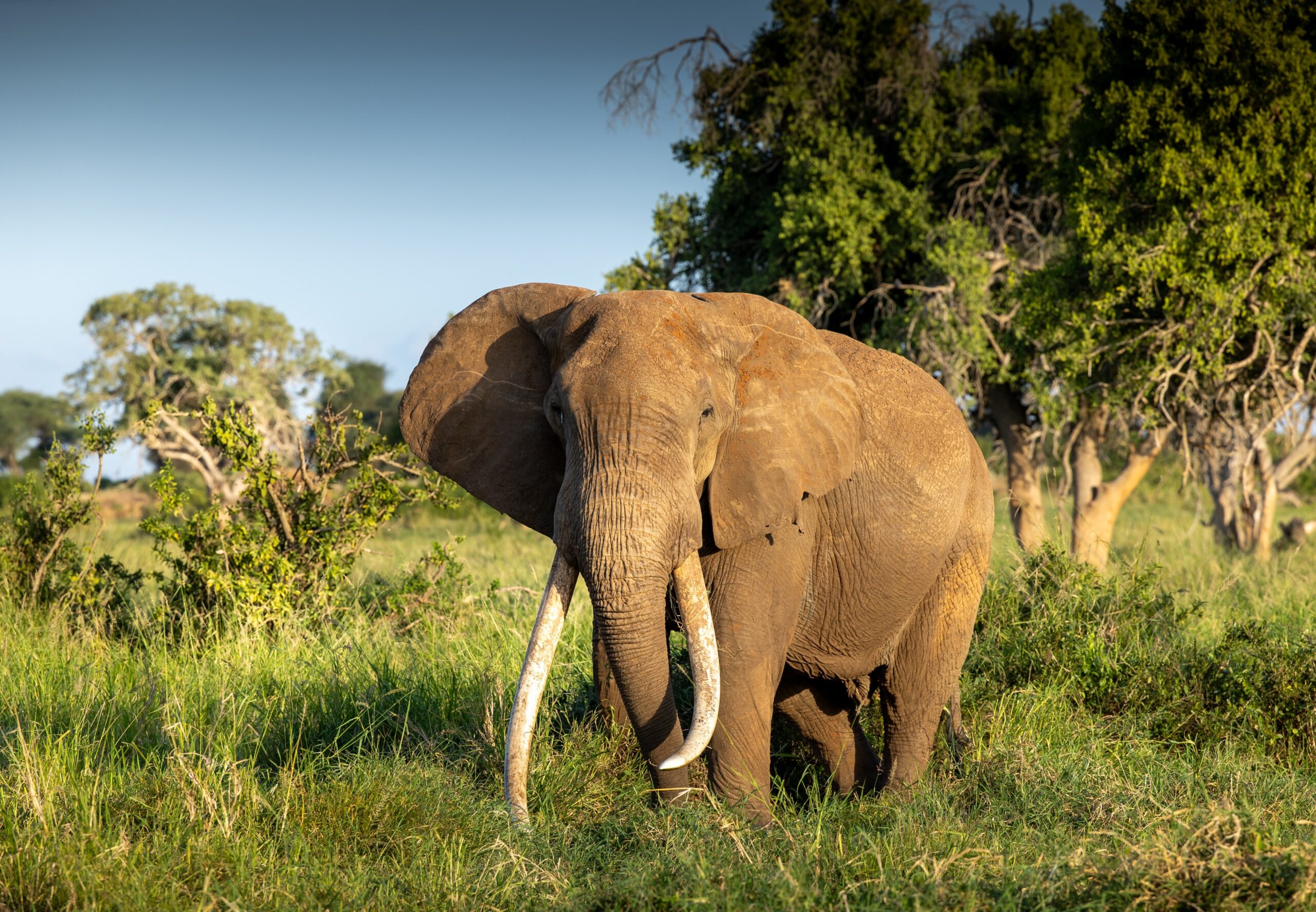 The problem with elephant digestion - Tsavo Trust