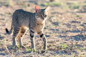 Where do African wildcats live? - Tsavo Trust