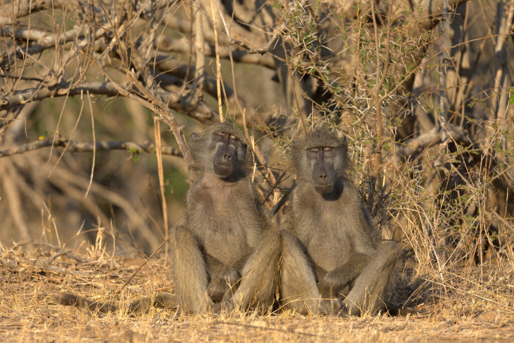 What are the different types of baboons? And other baboon FAQs - Tsavo ...