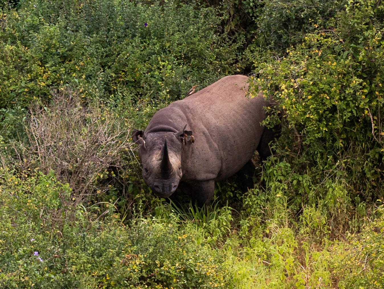 Oxpeckers: Rhino’s guards or hidden parasites? - Tsavo Trust