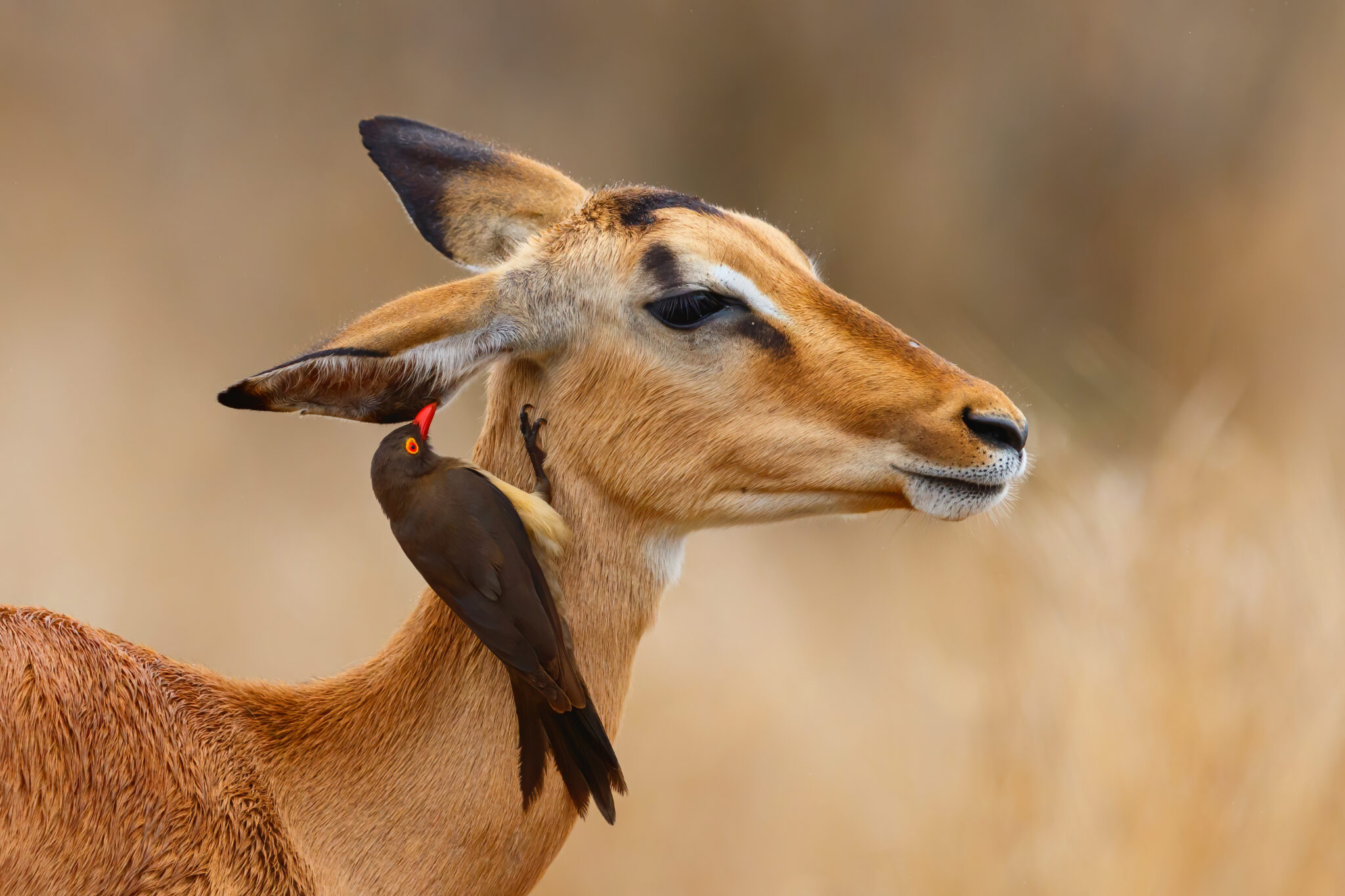 Oxpeckers: Rhino’s guards or hidden parasites? - Tsavo Trust