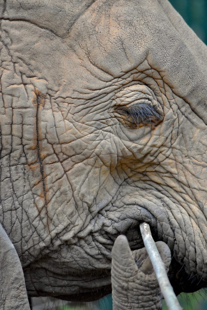 What is that fluid coming from an elephant’s temple? - Tsavo Trust