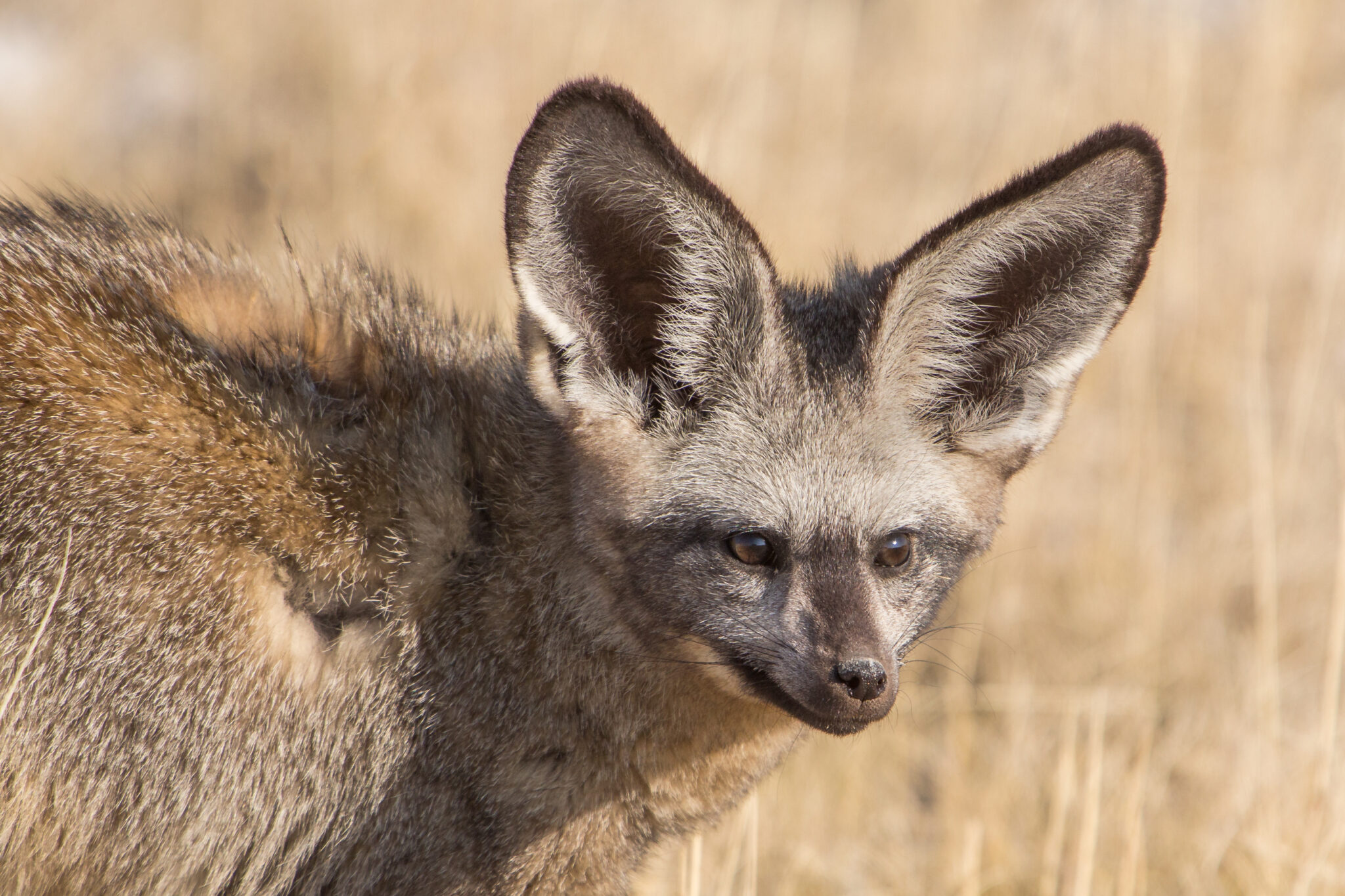 What wild canines live in Africa? - Tsavo Trust