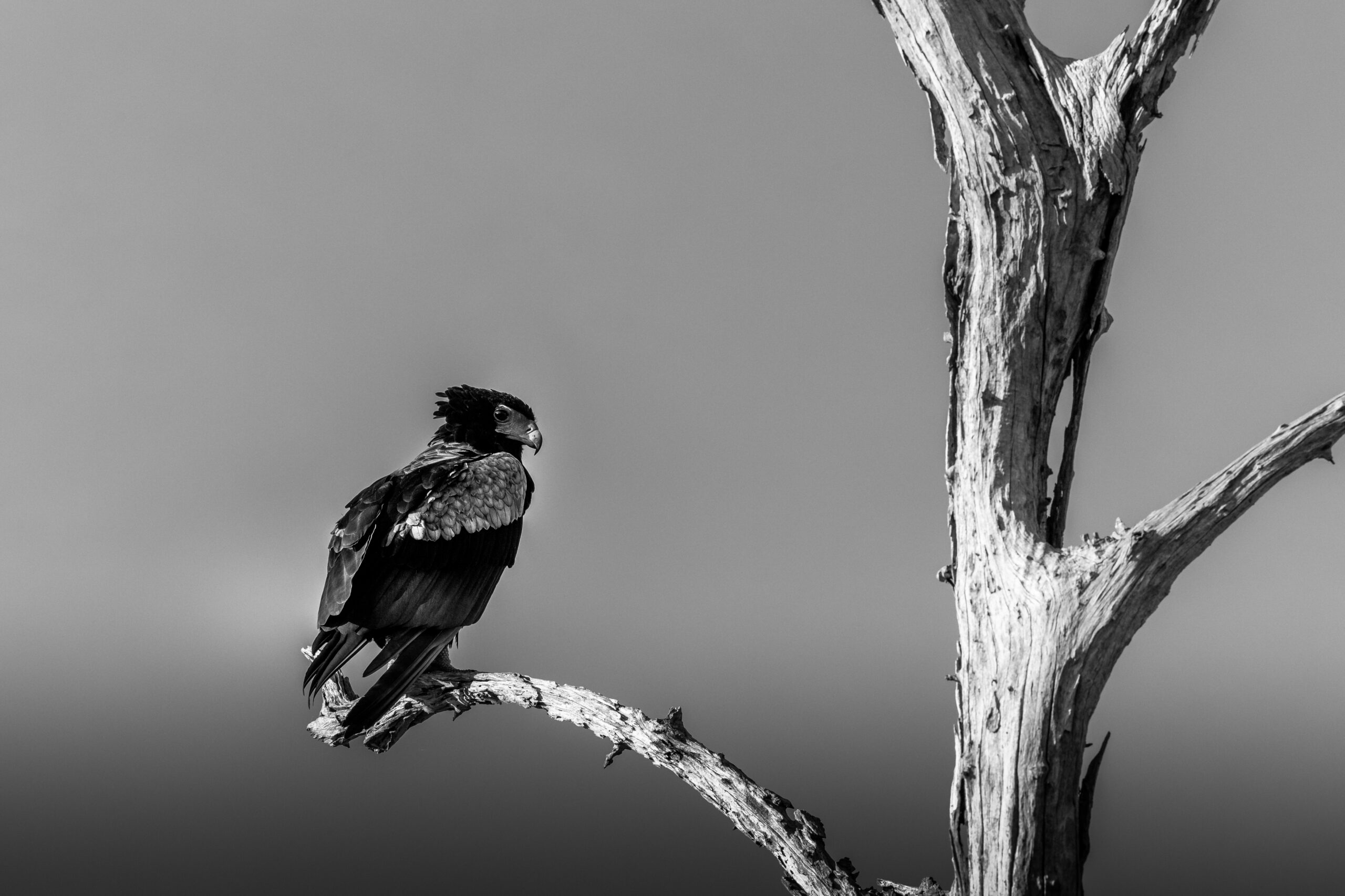 The scavenger birds of Tsavo - Tsavo Trust