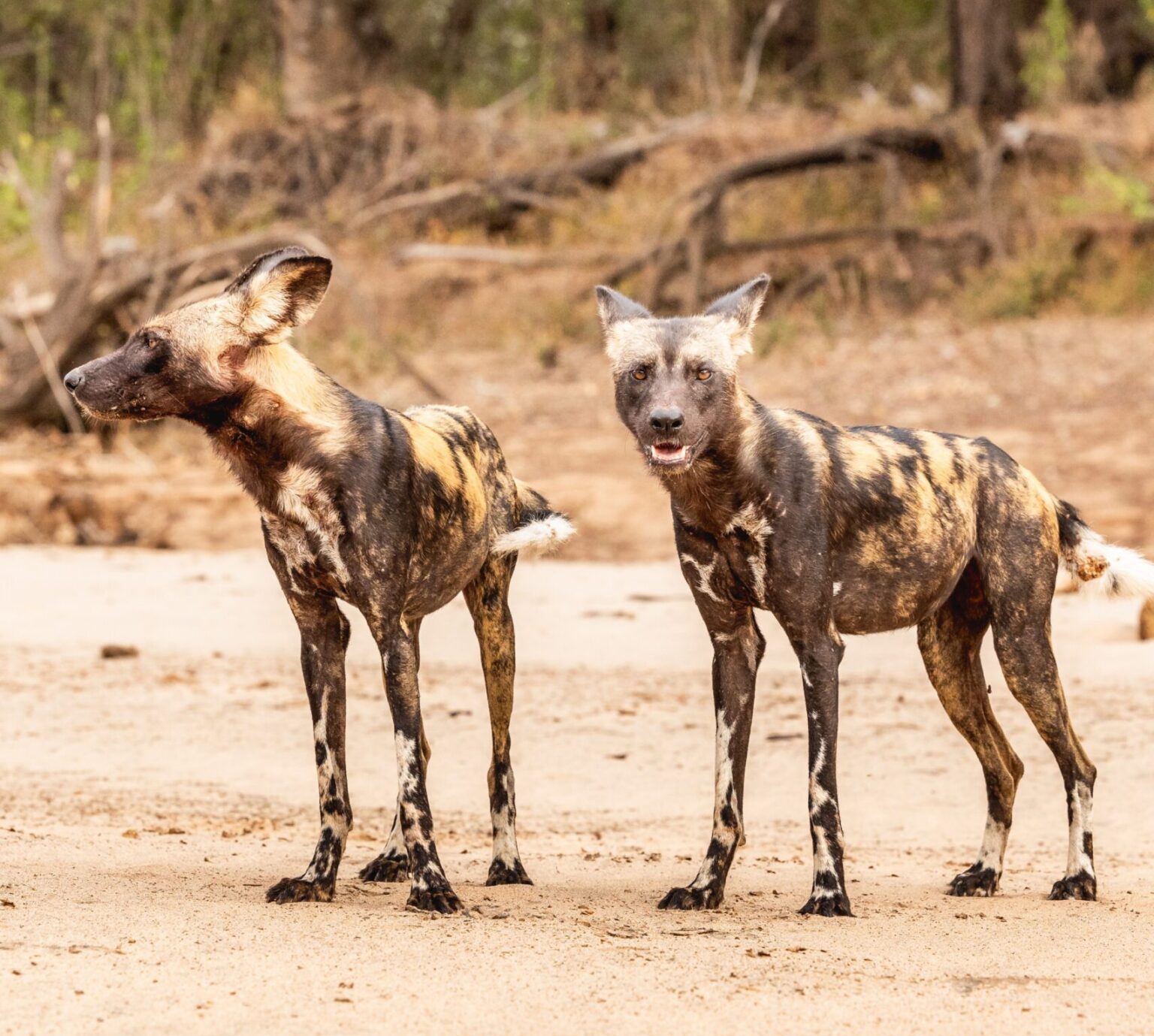 Predator hierarchy in Africa: Who steals the kill? - Tsavo Trust