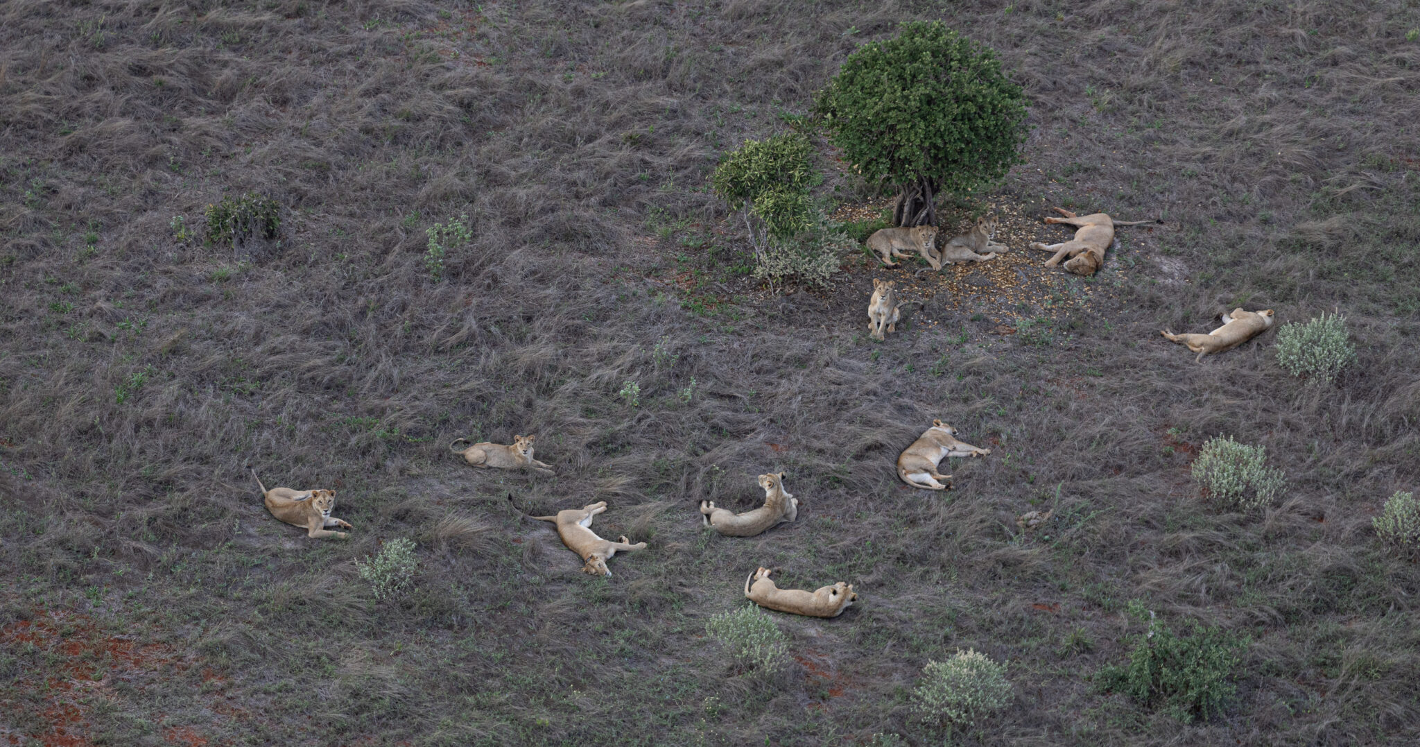 How far can a lion's roar be heard? - Tsavo Trust