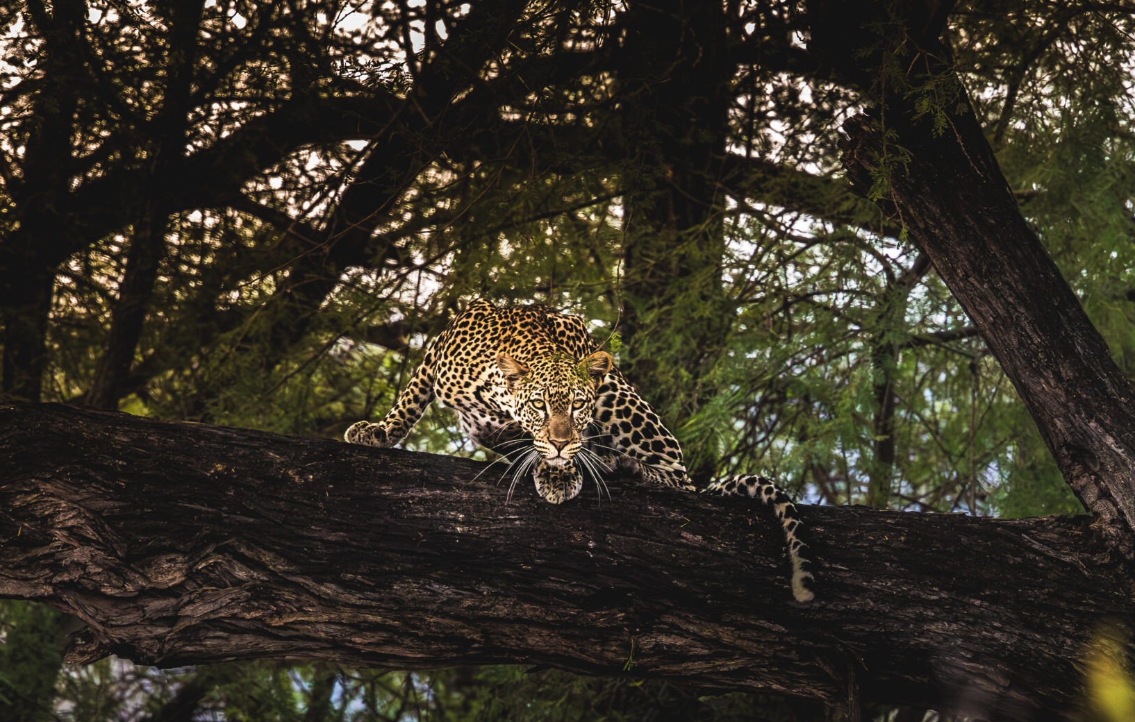 Predator hierarchy in Africa: Who steals the kill? - Tsavo Trust